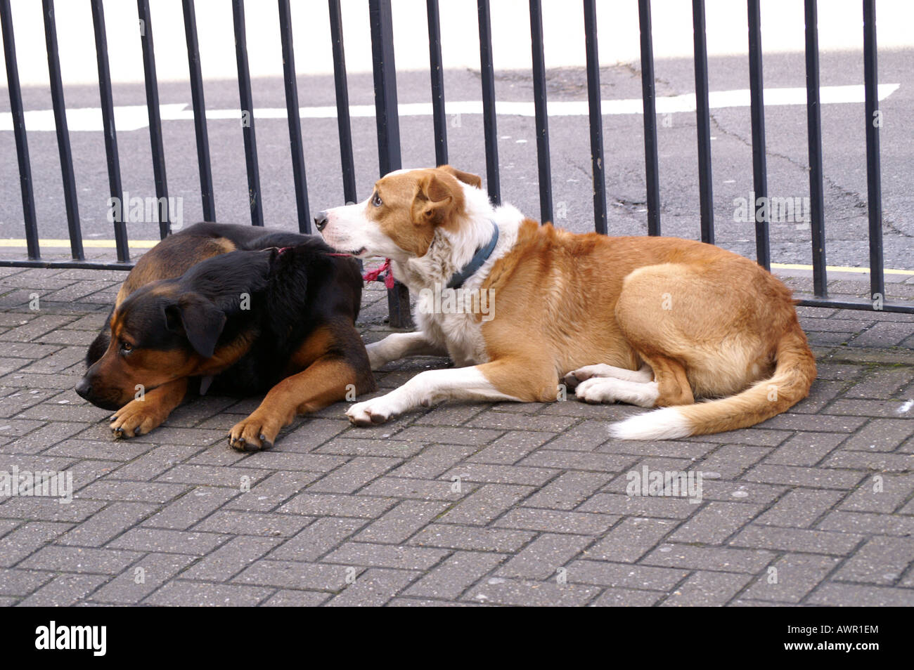 Two Sad Dogs Stock Photo - Alamy