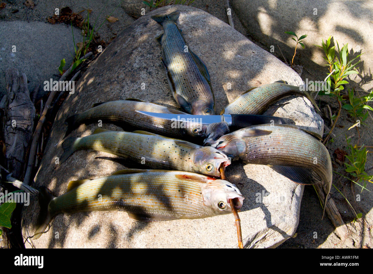 Arctic graylings hi-res stock photography and images - Alamy