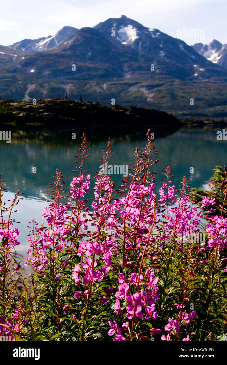 Fireweed (Epilobium angustifolium) at Lake Benett, Yukon Territory ...