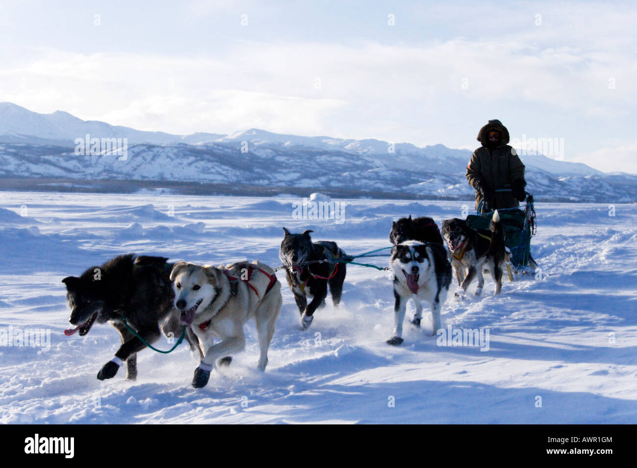 Musher drives dog sled hi-res stock photography and images - Alamy