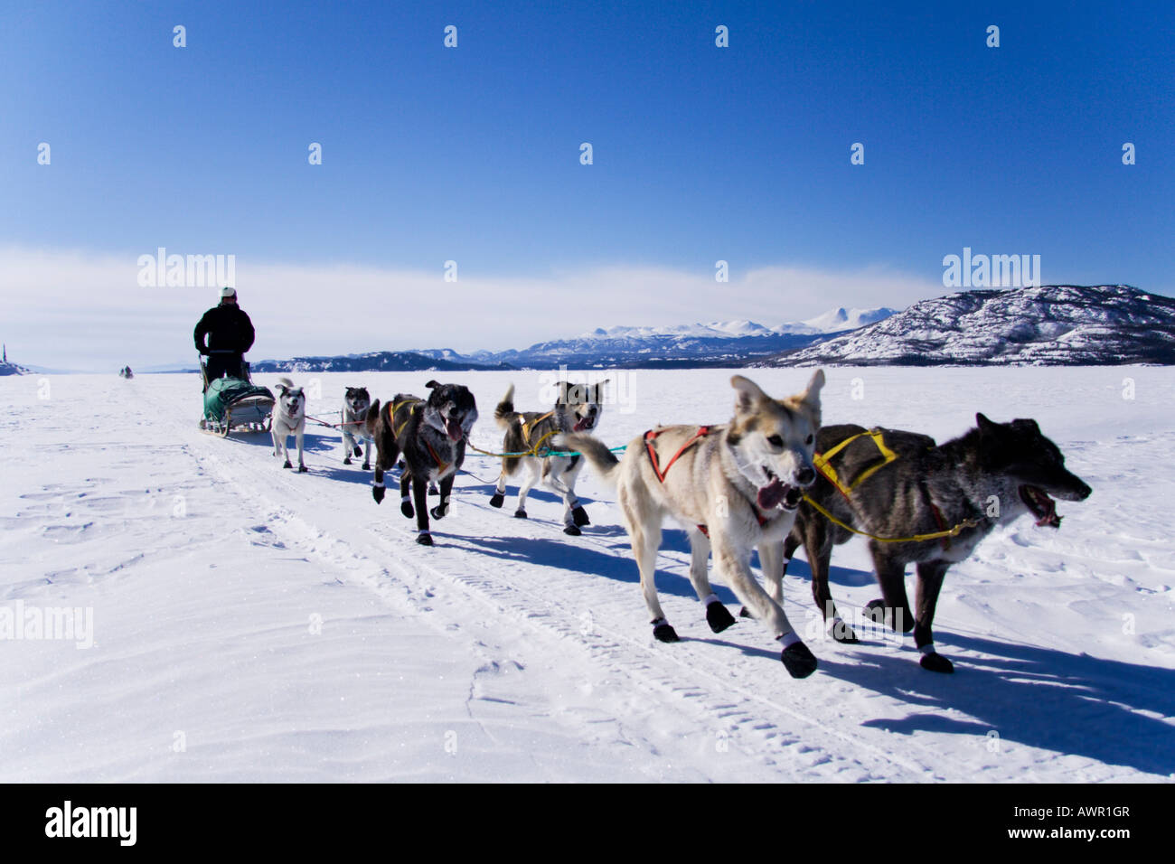 Musher canada sledge hi-res stock photography and images - Alamy