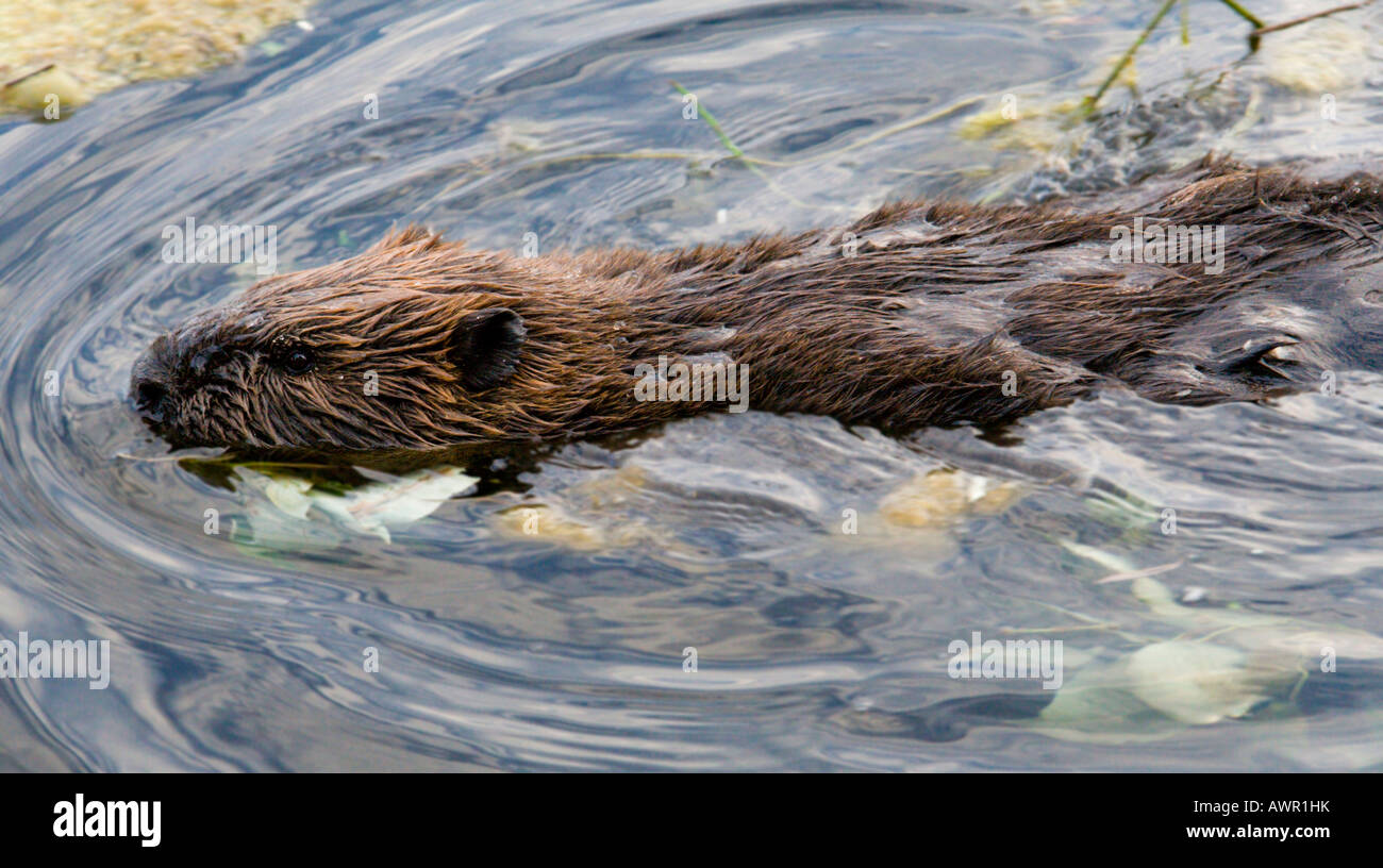 Beavers swimming hi-res stock photography and images - Alamy