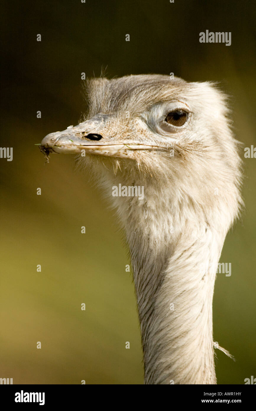 Rhea - Rhea americana Stock Photo - Alamy