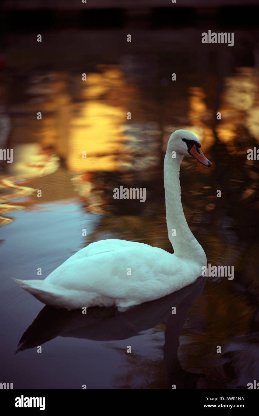Thames wildlife hi-res stock photography and images - Alamy