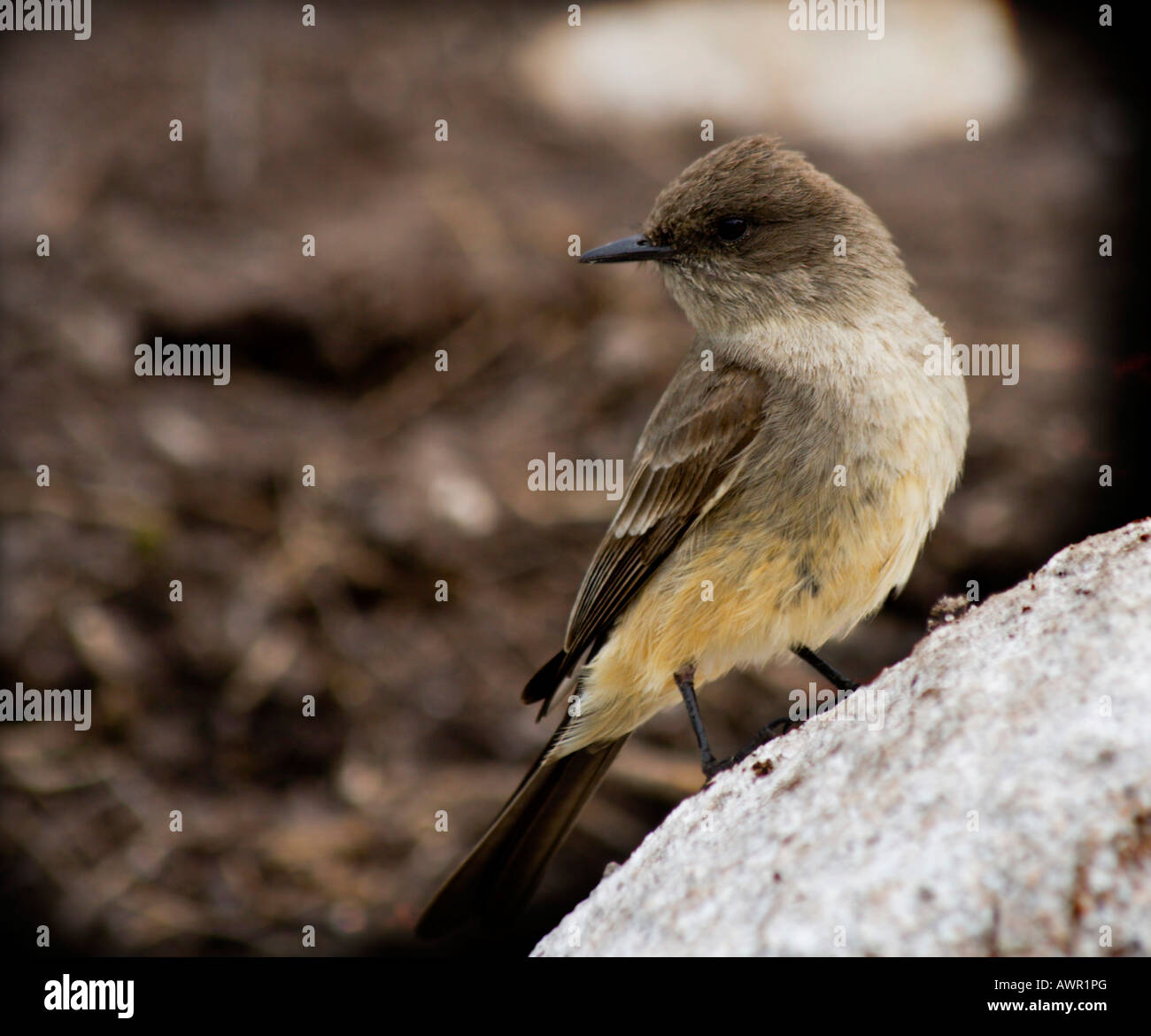 Fichtentyrann hi-res stock photography and images - Alamy