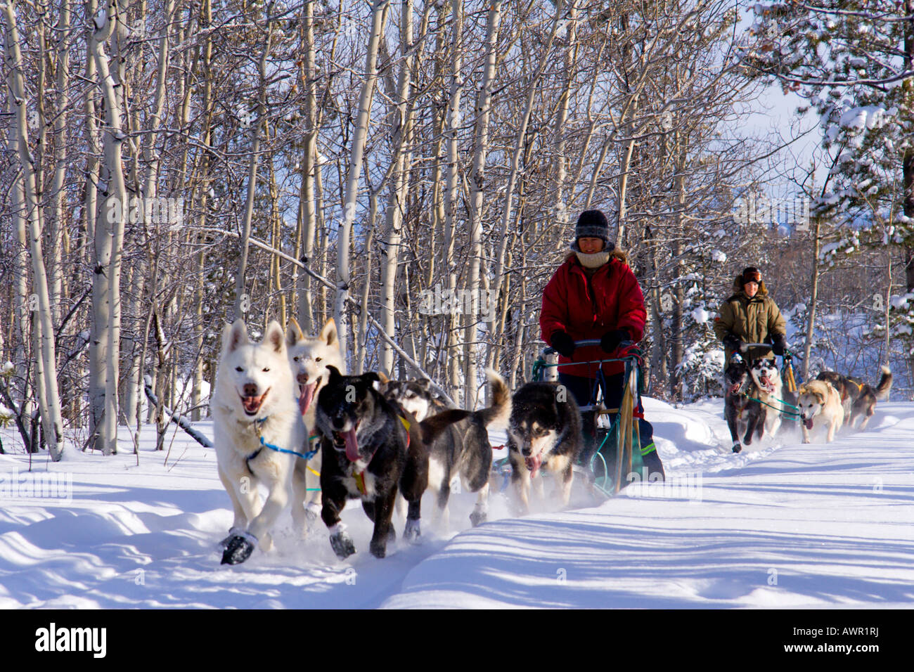 Wood dog sleds hi-res stock photography and images - Alamy