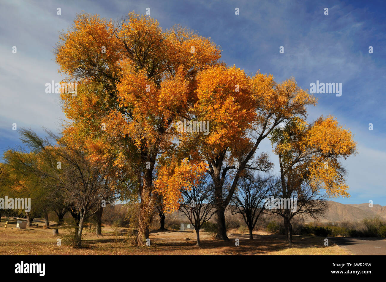 Fall colors. Big Bend National Park, Texas, USA Stock Photo - Alamy