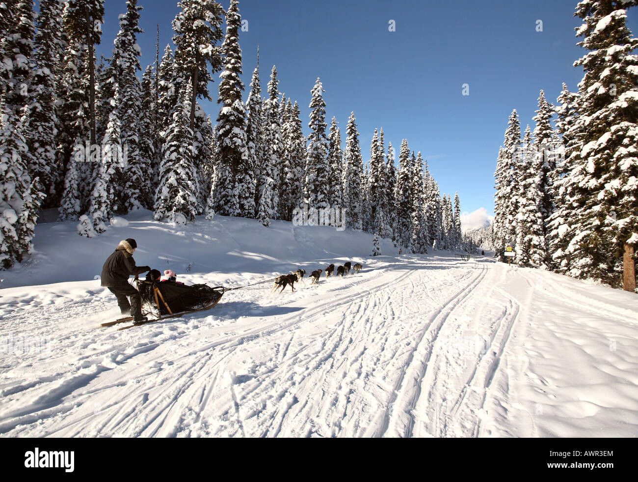 Dog sled racing in Alberta Stock Photo - Alamy
