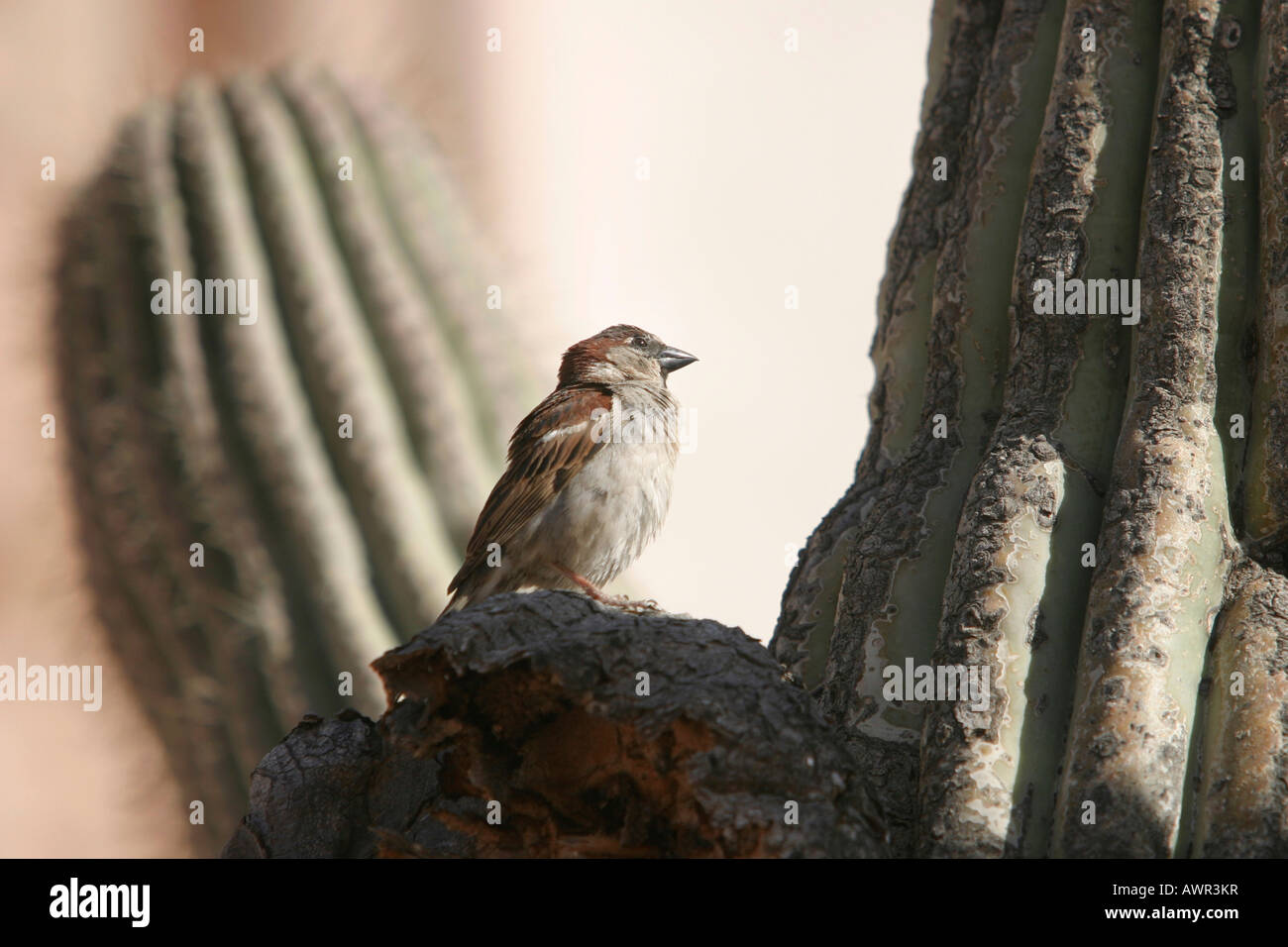 Birds and cactus hi-res stock photography and images - Alamy