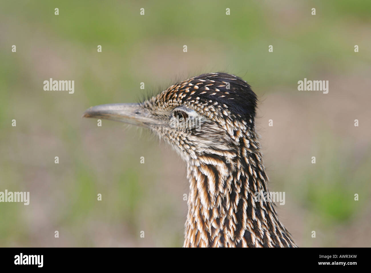Head of a Roadrunner Stock Photo - Alamy