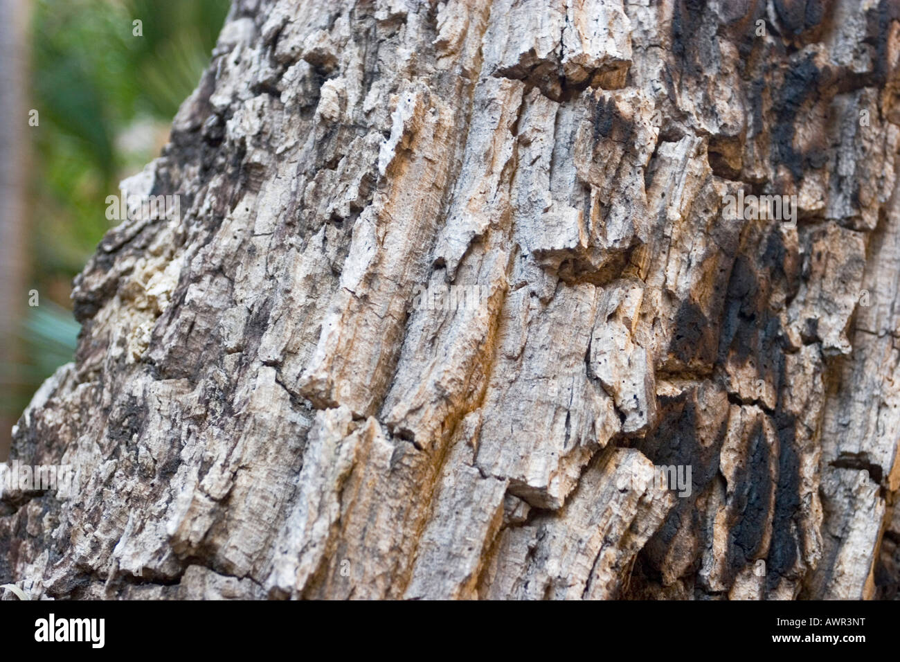 Cork tree bark, Bungle Bungle, Purnululu National Park, Kimberley ...