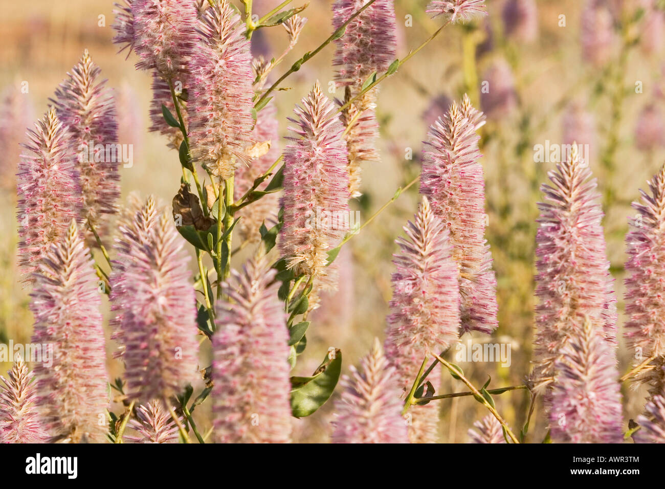Purple Mula-Mula (Ptilotus exaltatus), Purnululu National Park ...