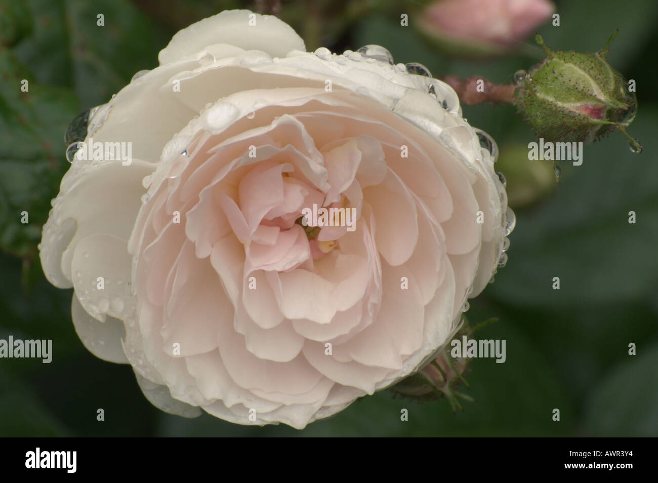 Rose (Rosa sp.), hybrid form Stock Photo - Alamy