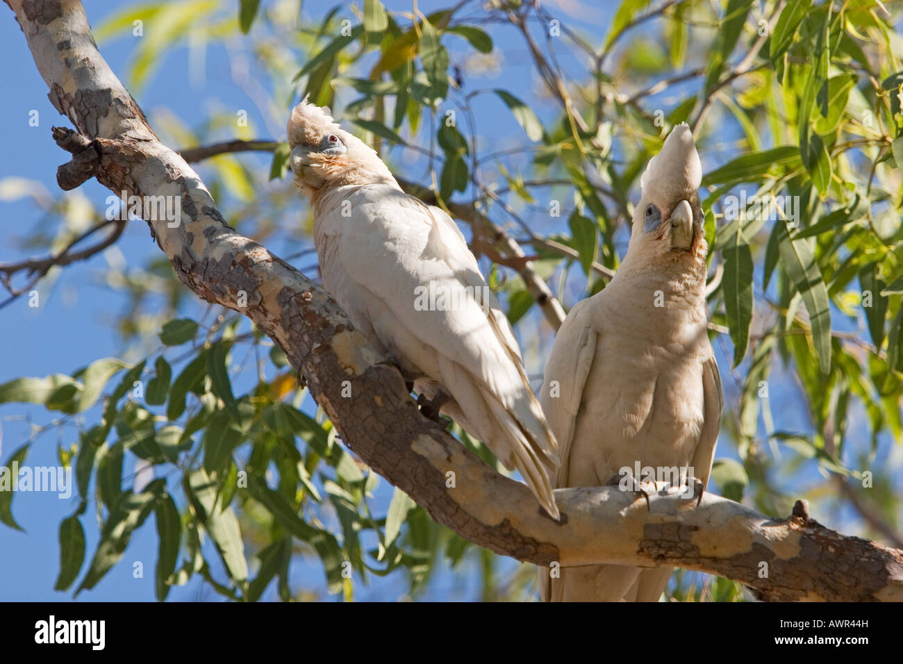 White cockatoos hi-res stock photography and images - Alamy