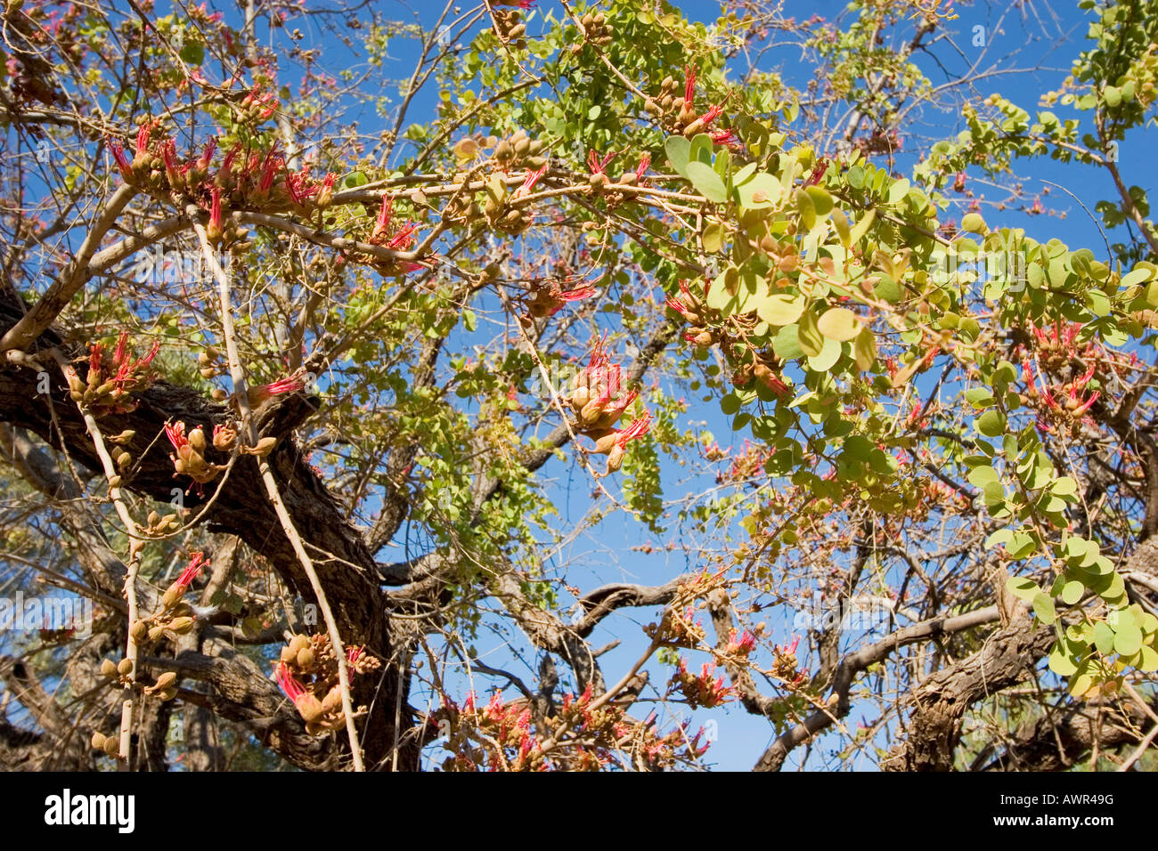 Kimberley Bauhinia scrub (Bauhinia cunninghamii), Purnululu National ...