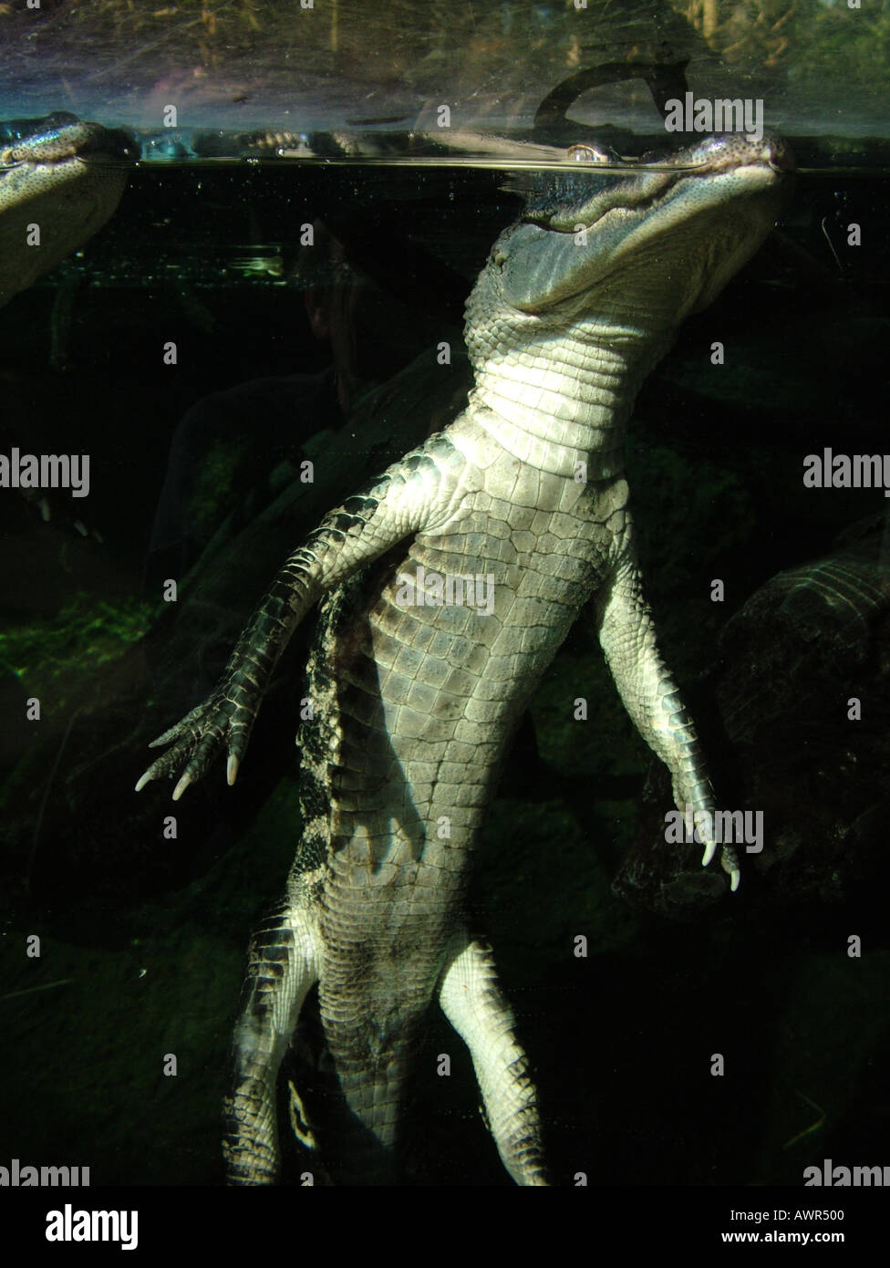 Alligator tanks hi-res stock photography and images - Alamy