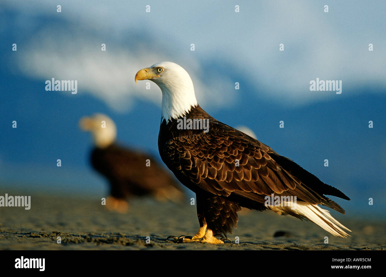 Standing eagle hi-res stock photography and images - Alamy