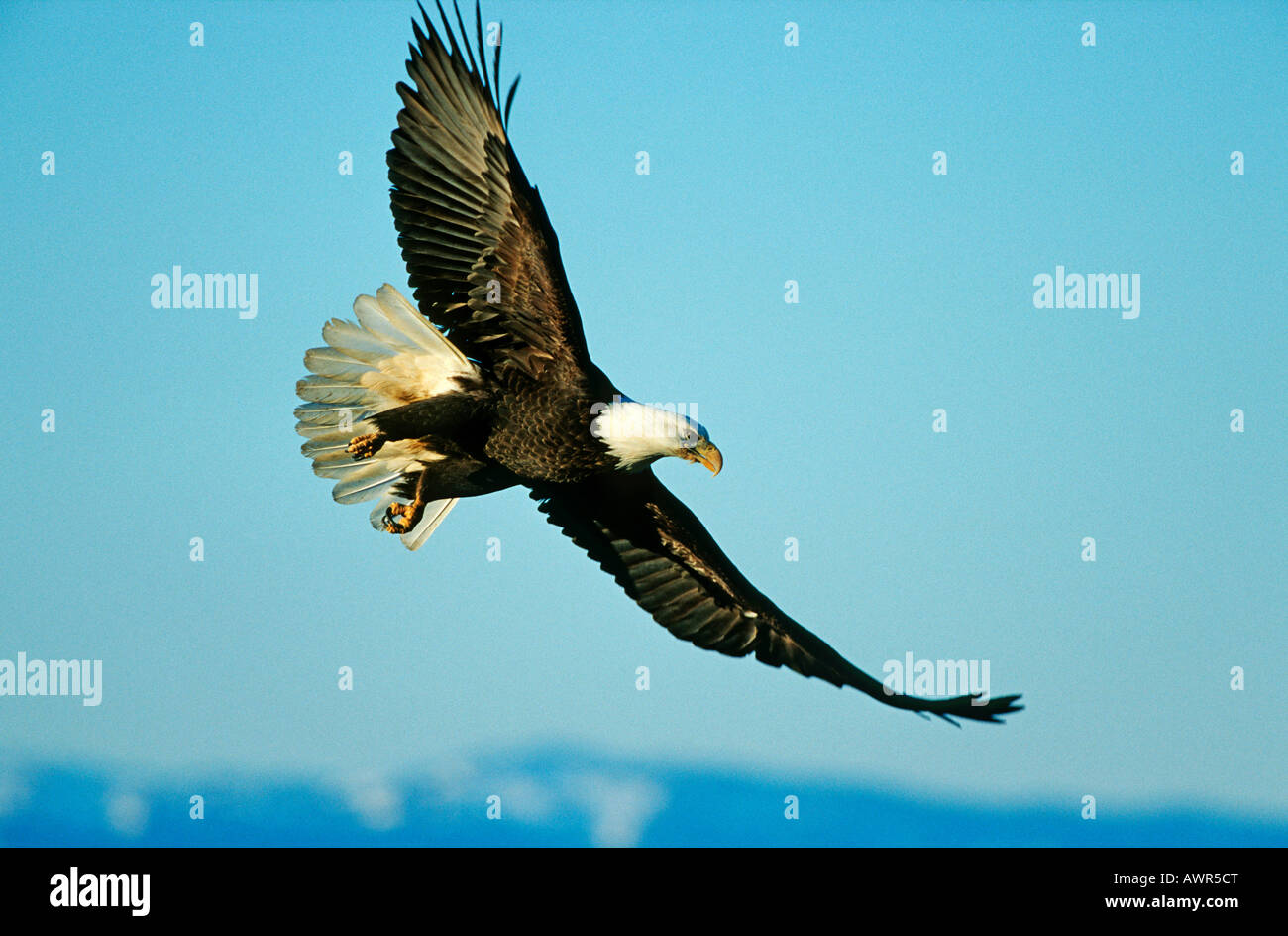 Bald Eagle (Haliaeetus leucocephalus) flying Alaska Stock Photo - Alamy