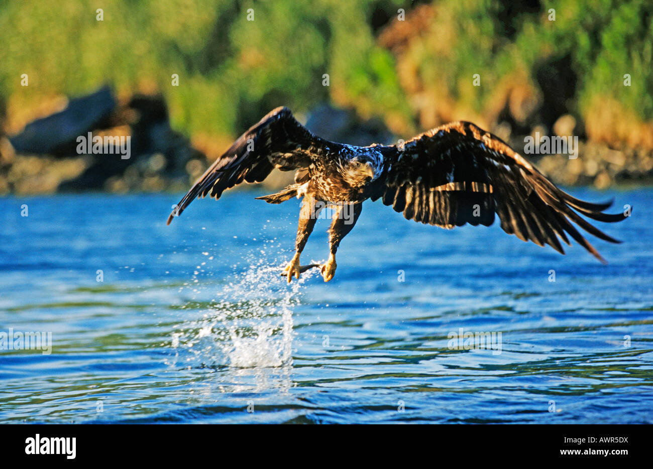 Bald eagle fish hi-res stock photography and images - Alamy