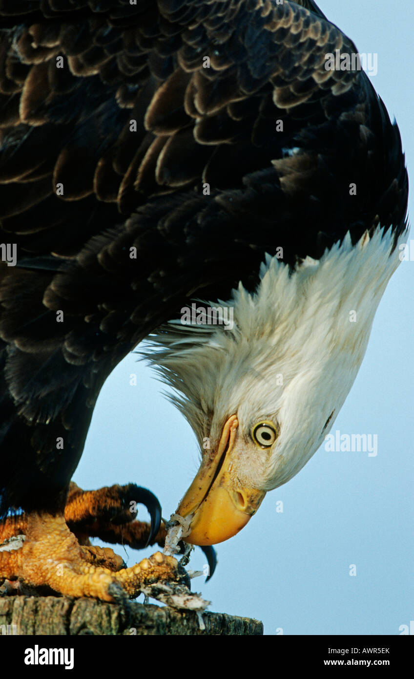 Bald eagle fish hi-res stock photography and images - Alamy