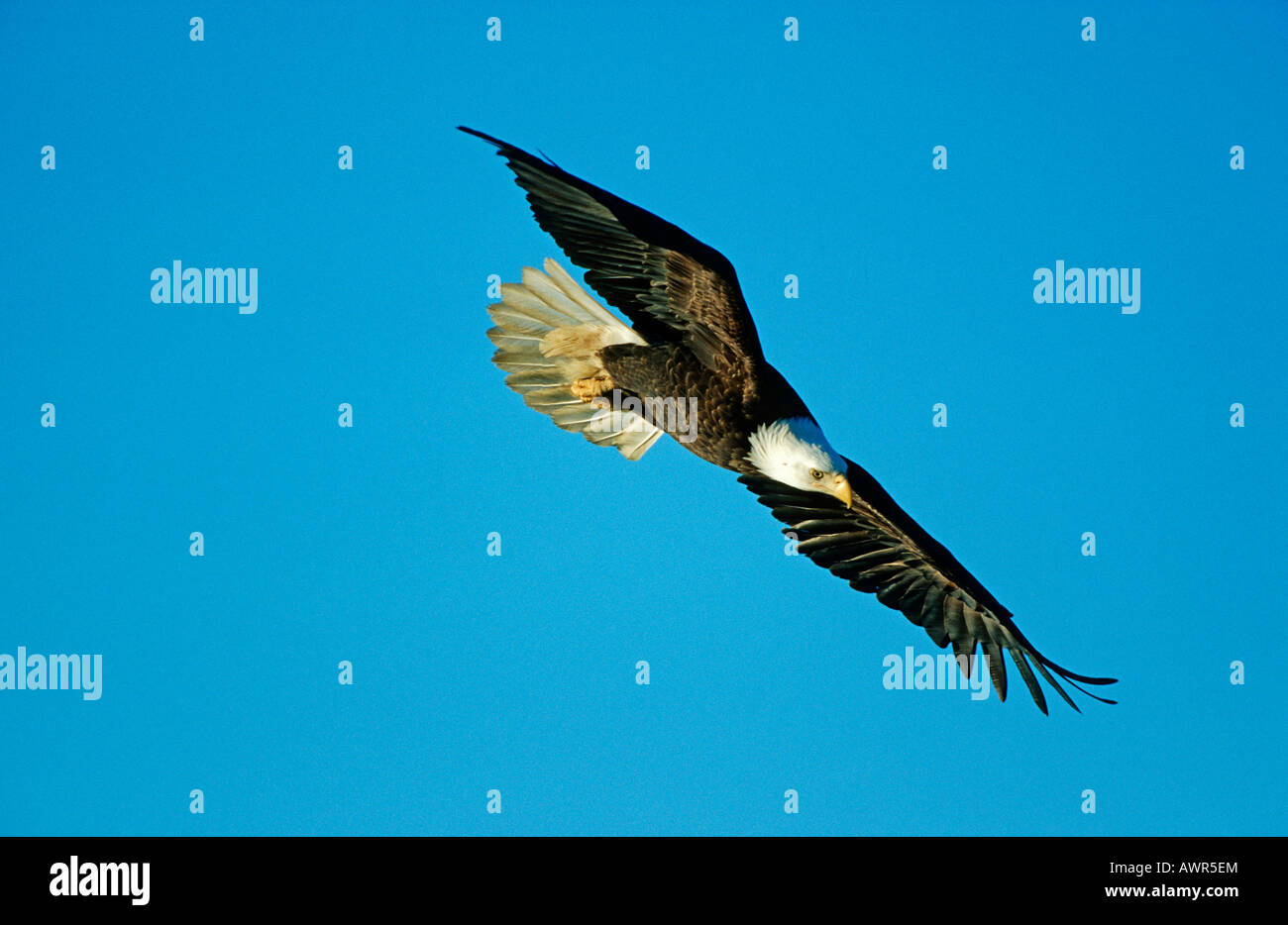Bald Eagle (Haliaeetus leucocephalus) flying Alaska Stock Photo - Alamy