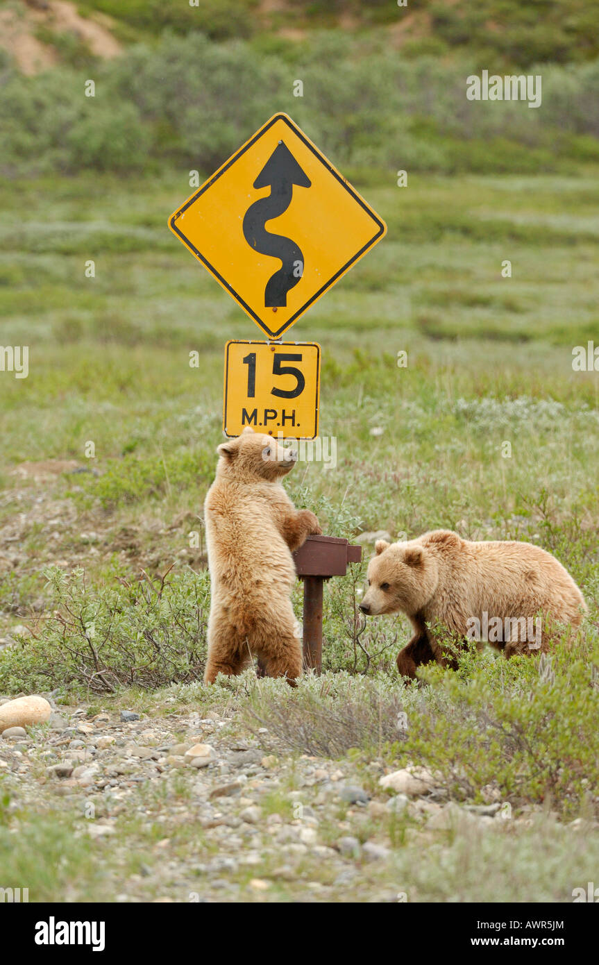 Brown Bear cubs (Ursus arctos) investigating a road sign, Denali ...
