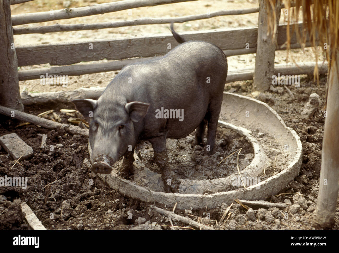 Thailand pigs hi-res stock photography and images - Alamy