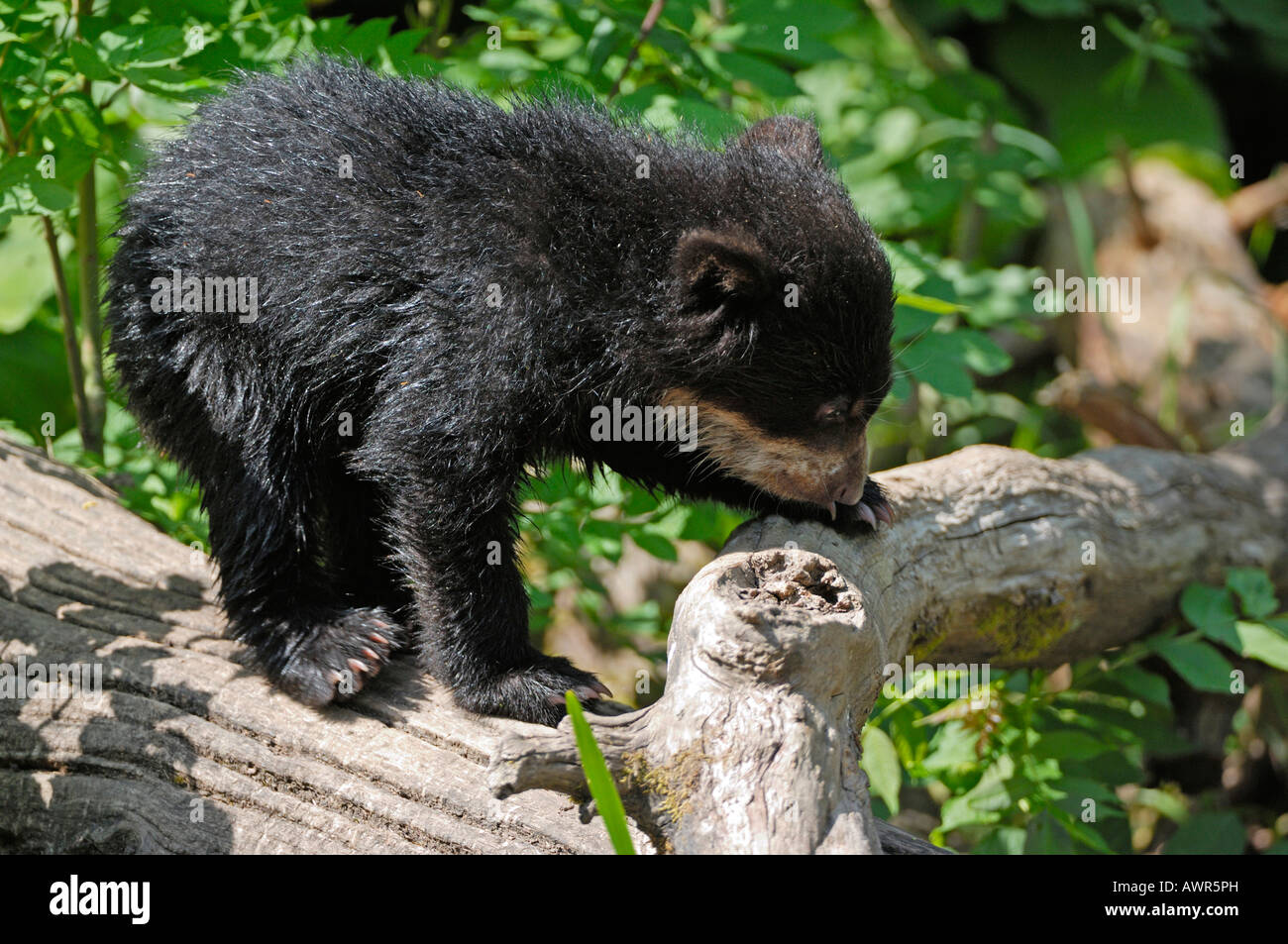 Spectacled Bear Baby