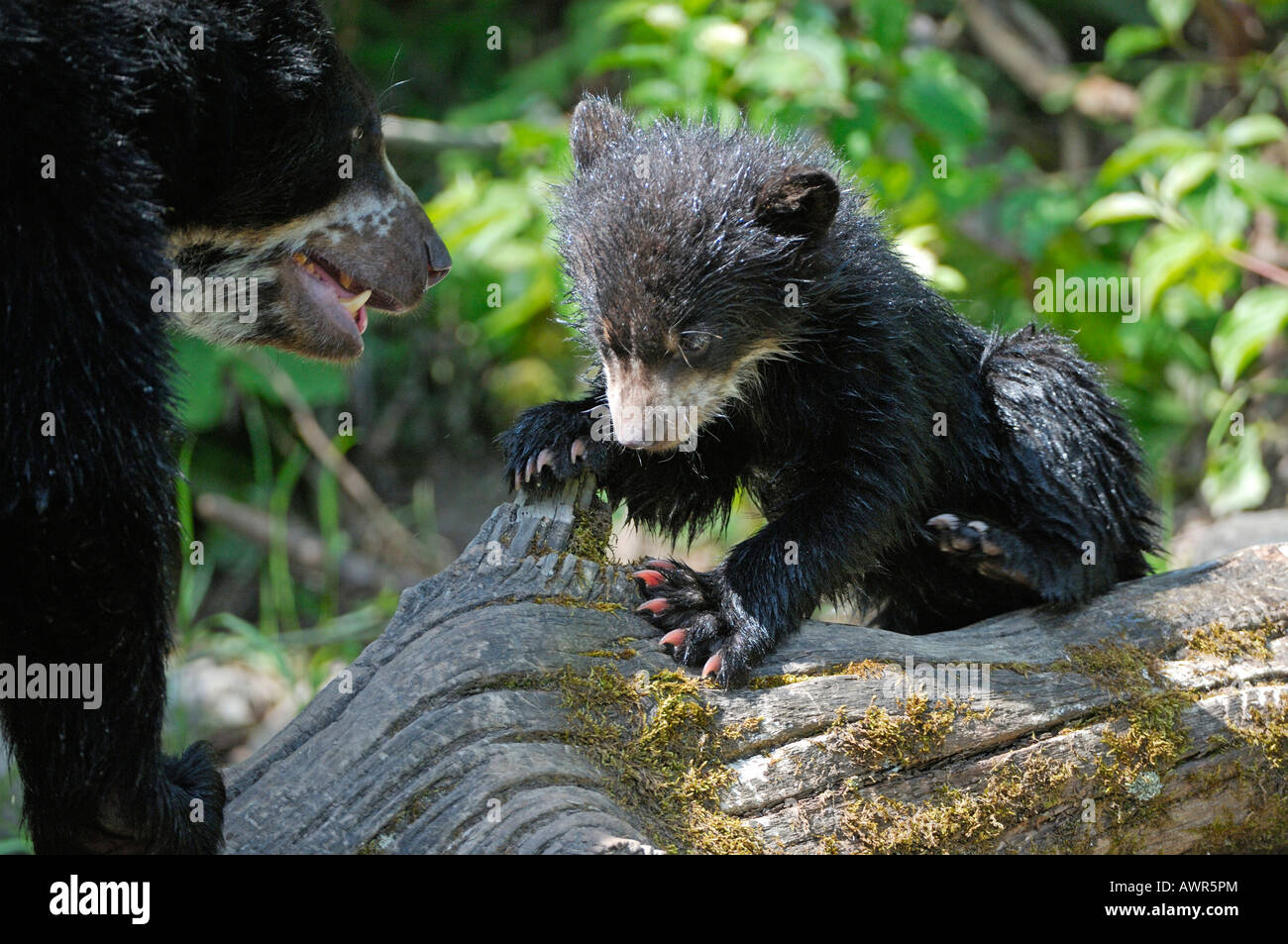 Andean bear cub hi-res stock photography and images - Alamy