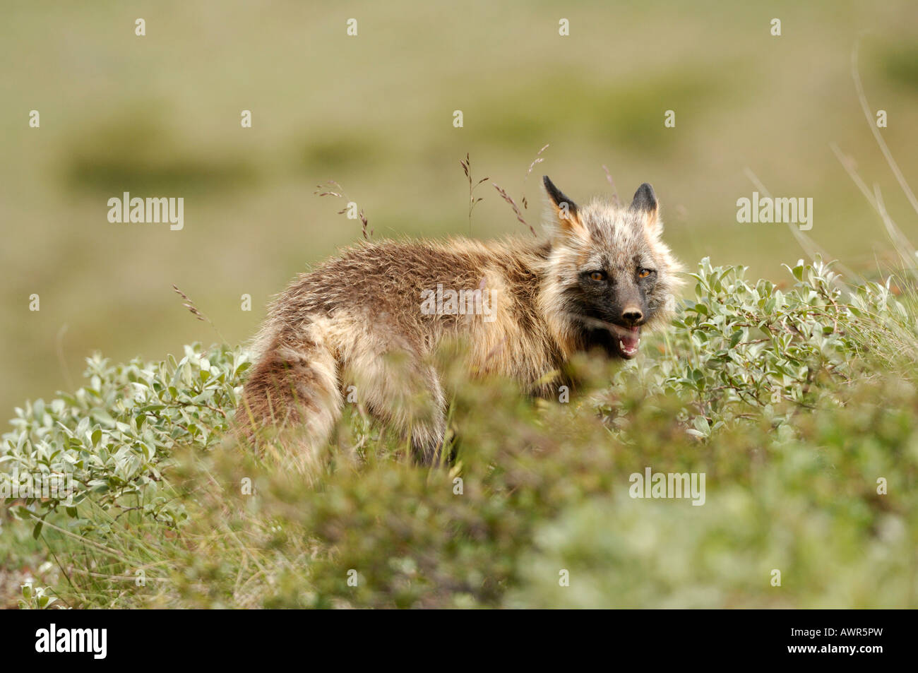 Fox (Vulpes) on the hunt, Alaska, USA Stock Photo - Alamy