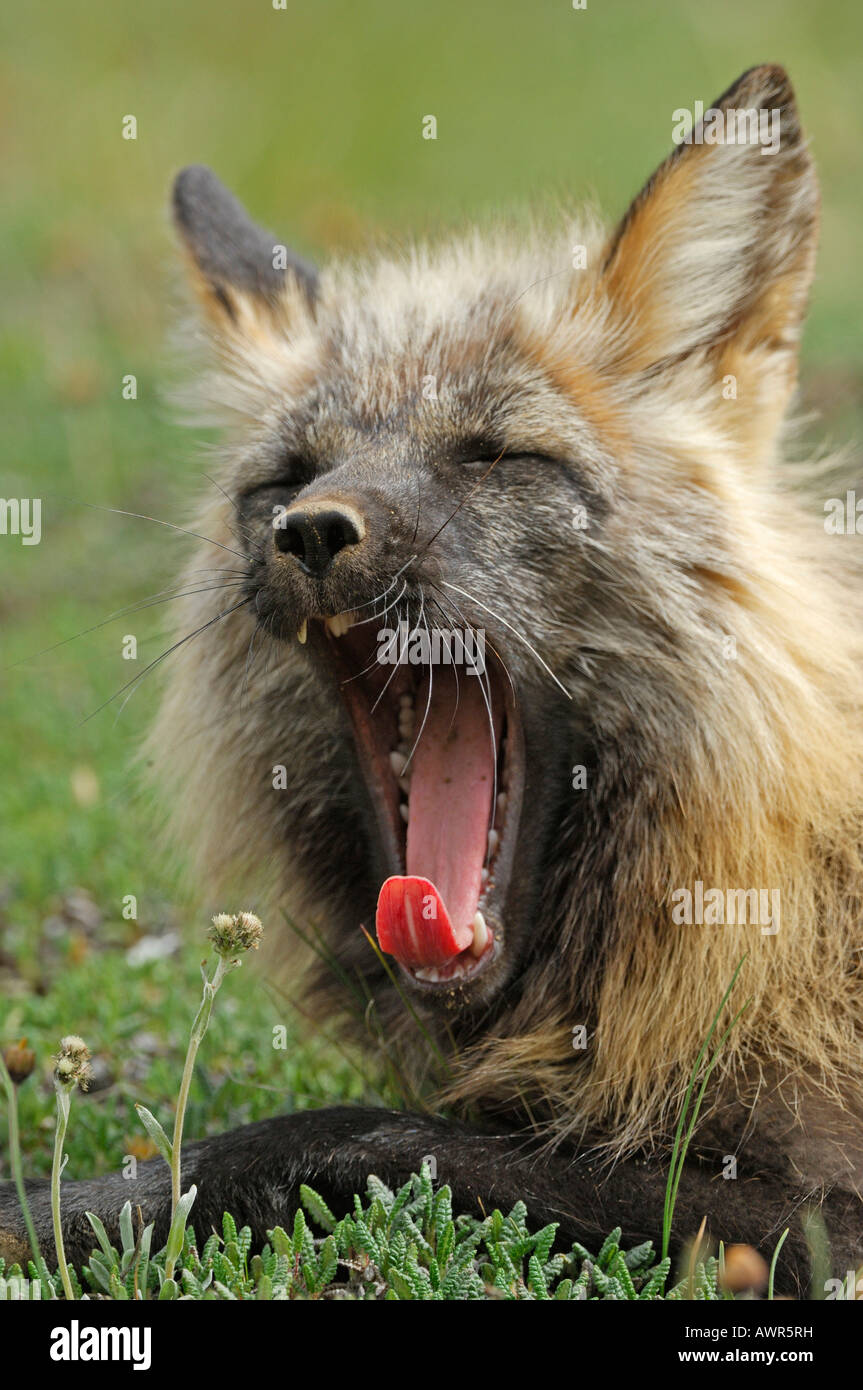 Fox (Vulpes) yawning, Alaska, USA Stock Photo - Alamy