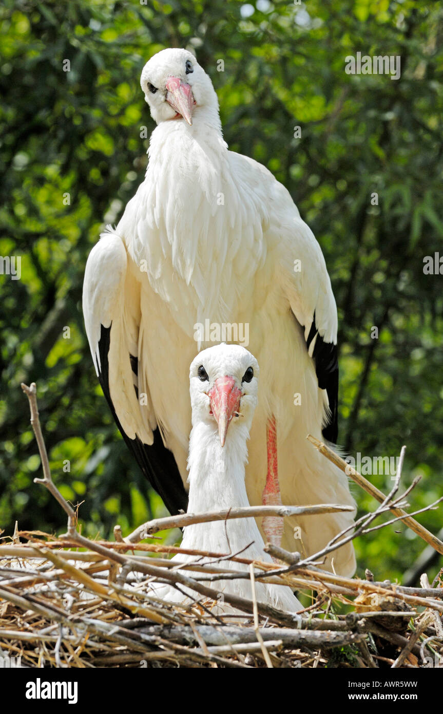 Affectionate Stork pair (Ciconiidae), Zurich Zoo, Zurich, Switzerland ...