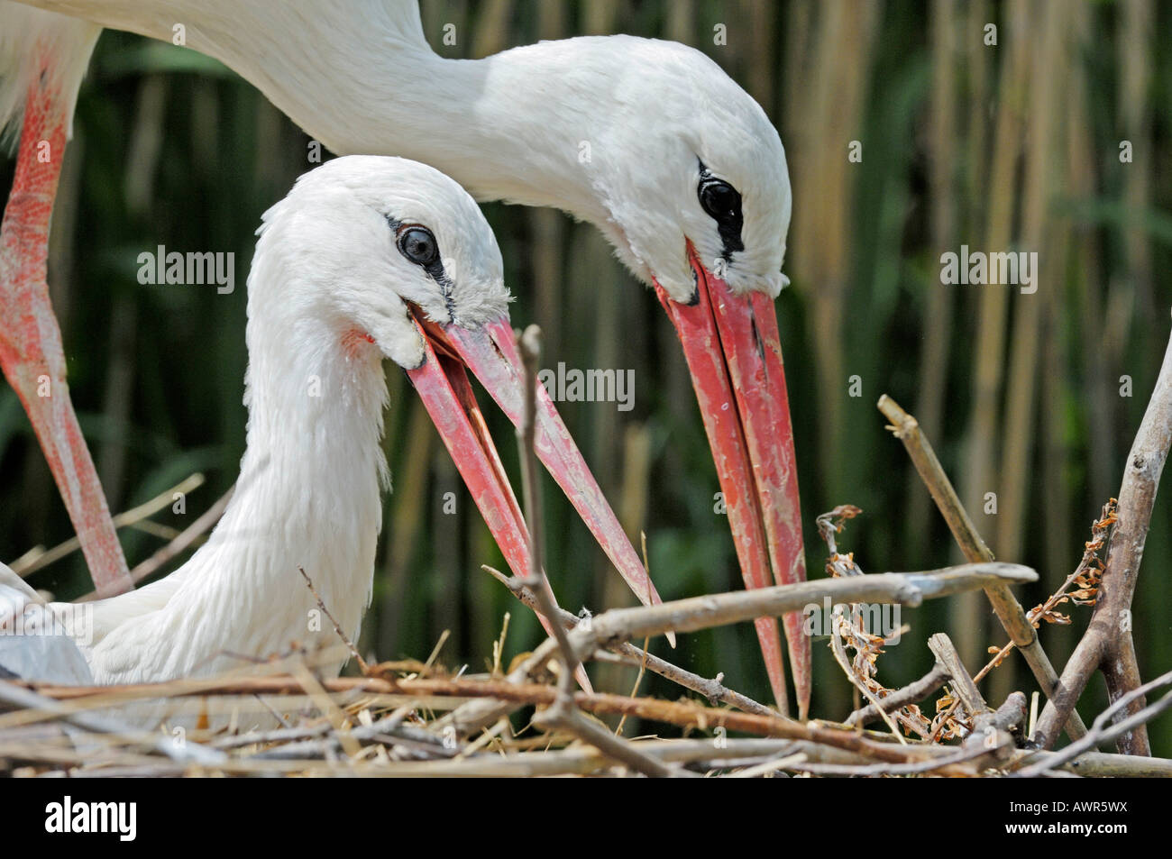 Zoo storch hi-res stock photography and images - Alamy