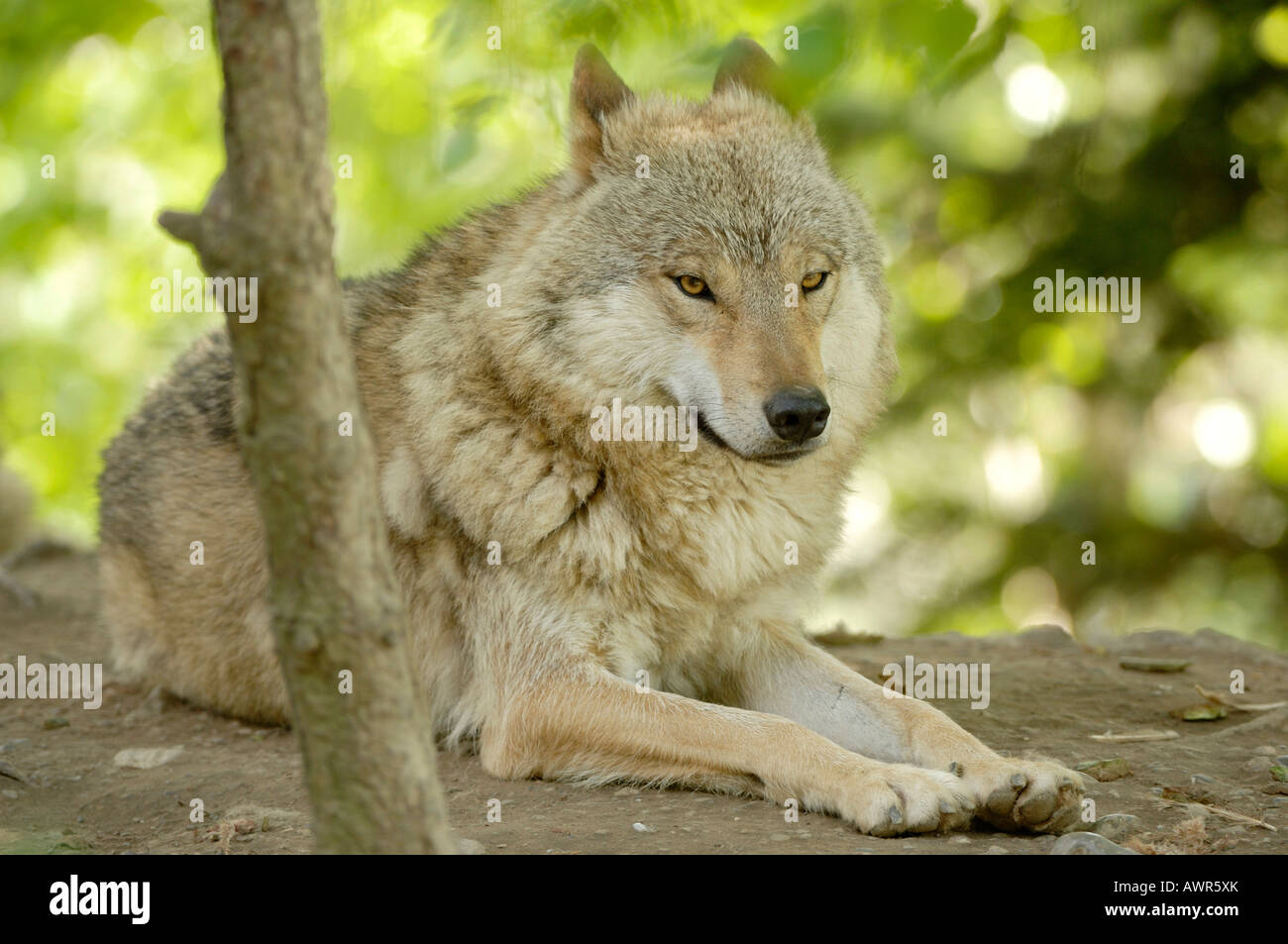 Canis lupus chanco hi-res stock photography and images - Alamy