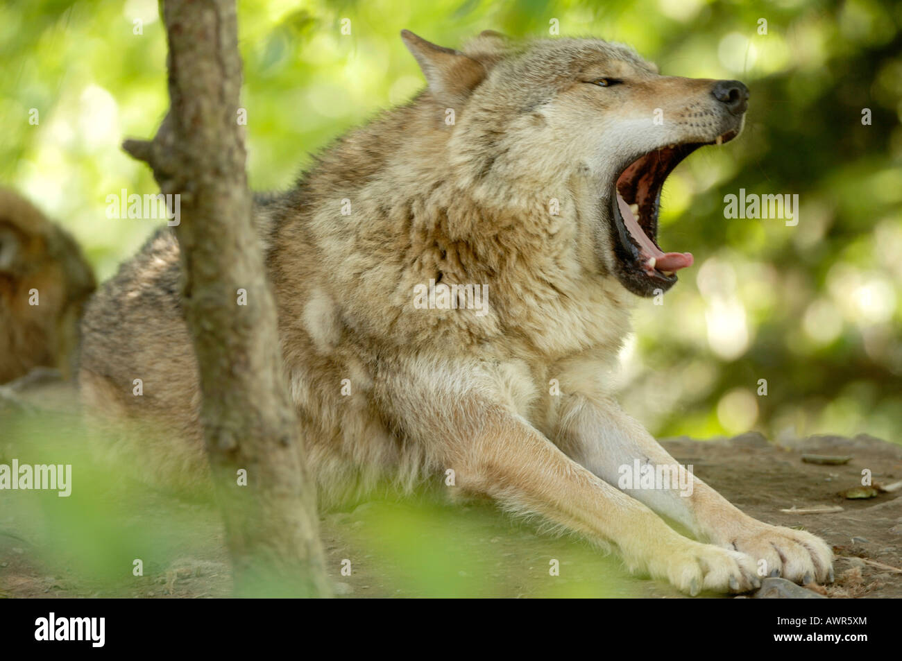 Mongolian Wolf (Canis lupus chanco Stock Photo - Alamy