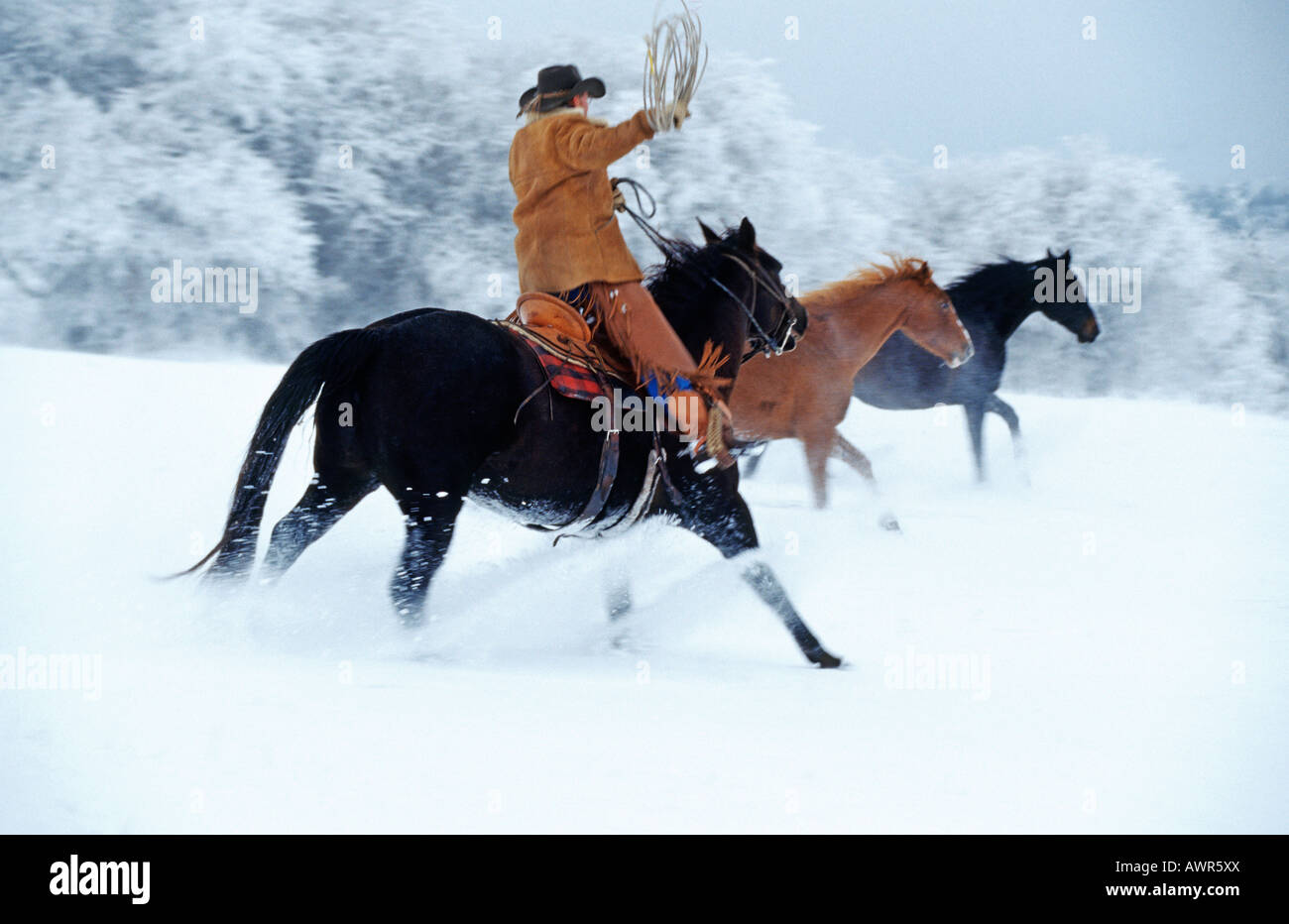 Cowboy herding horses, Canada Stock Photo - Alamy