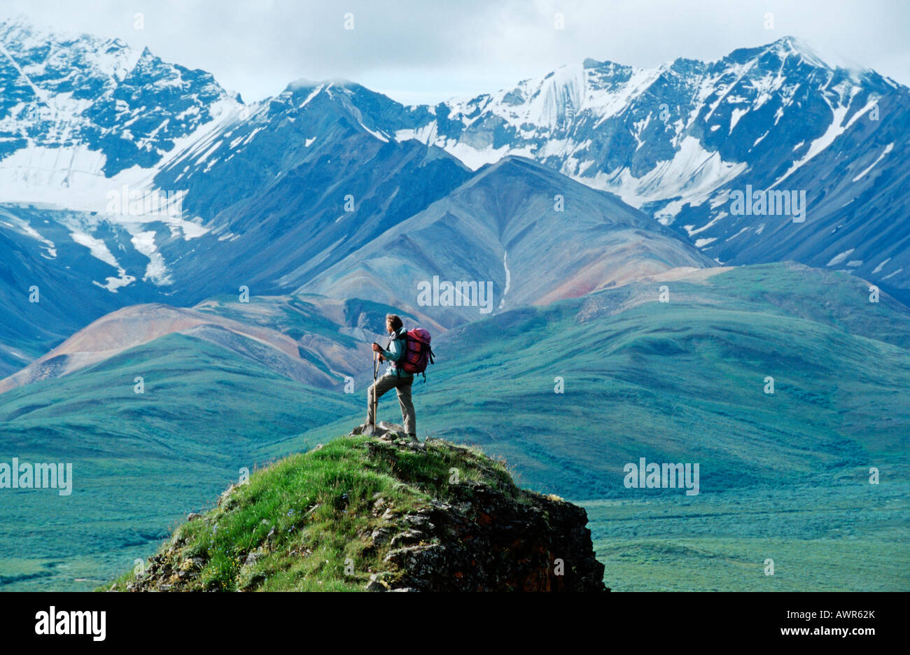 Hiker standing in front of the Alaska Range in Denali National Park ...