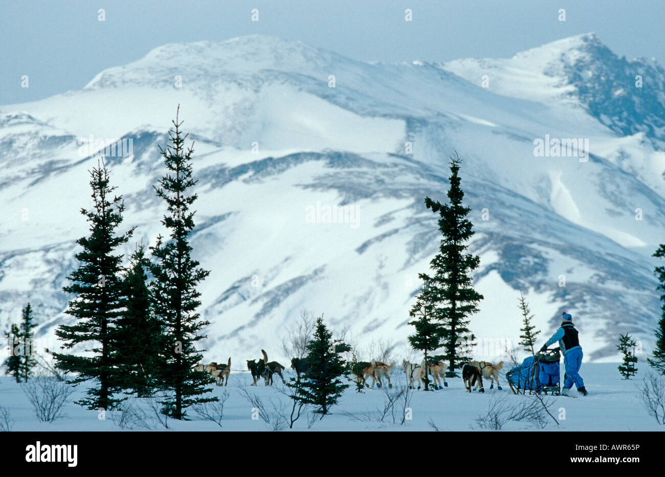 Dog-sledding through the Alaska Range, Alaska, USA Stock Photo - Alamy
