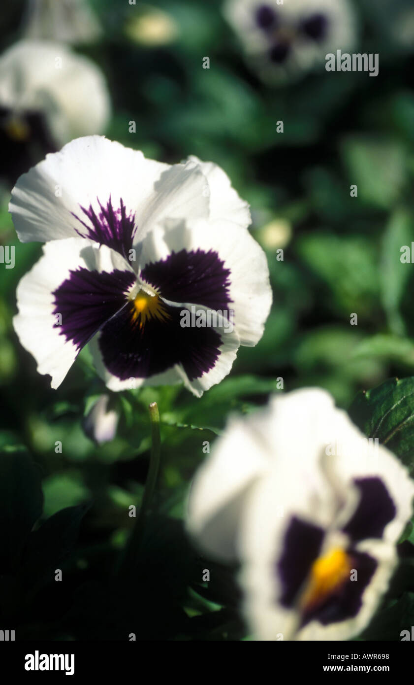 Pansy white blotch hi-res stock photography and images - Alamy