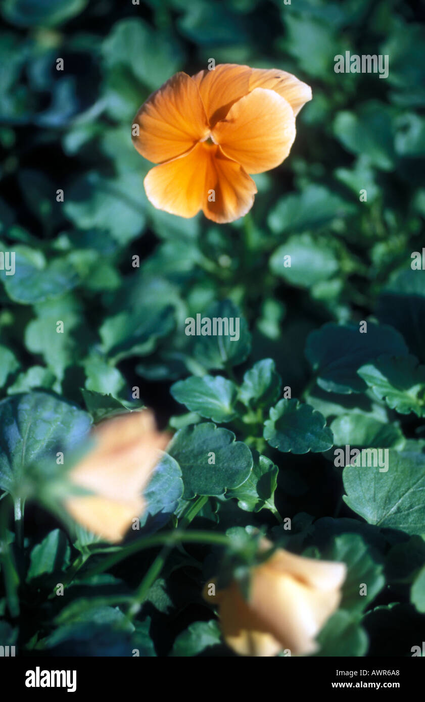 Beautiful flowers citrus plant hi-res stock photography and images - Alamy