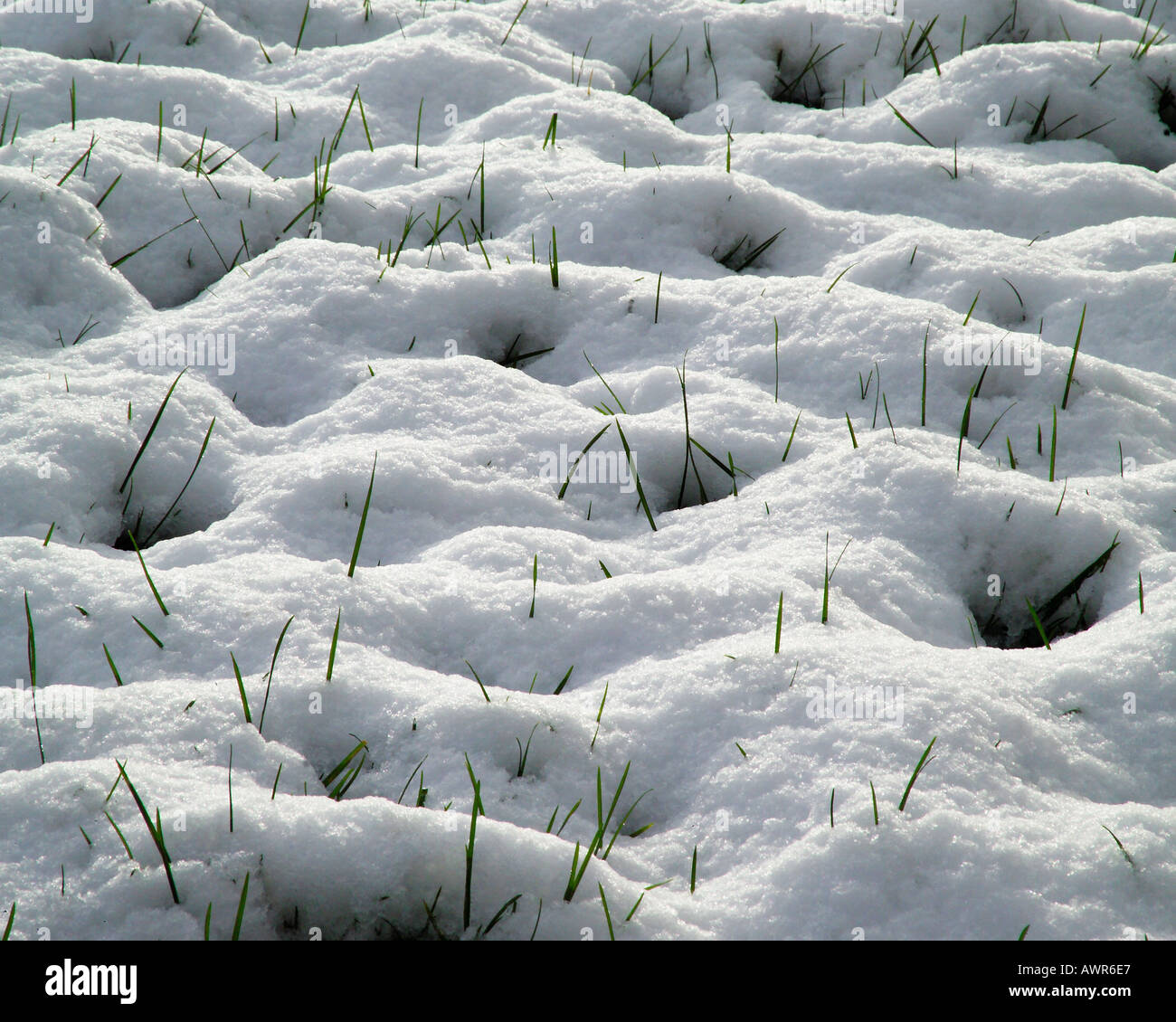 Snow and Grass New Shoots Growth Stock Photo - Alamy
