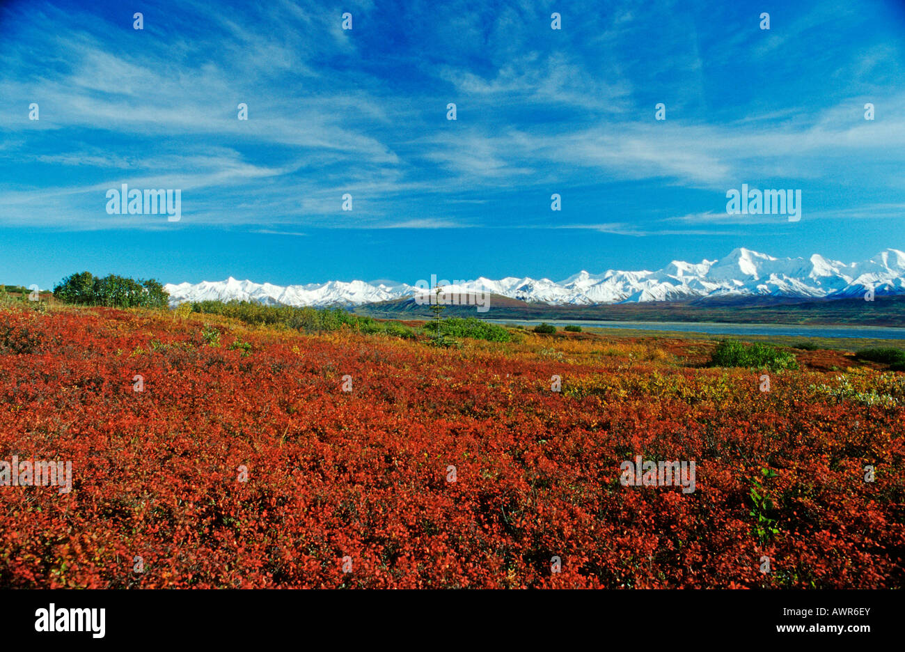 Autumn tundra with the snow-covered peaks of the Alaska Range, Denali ...