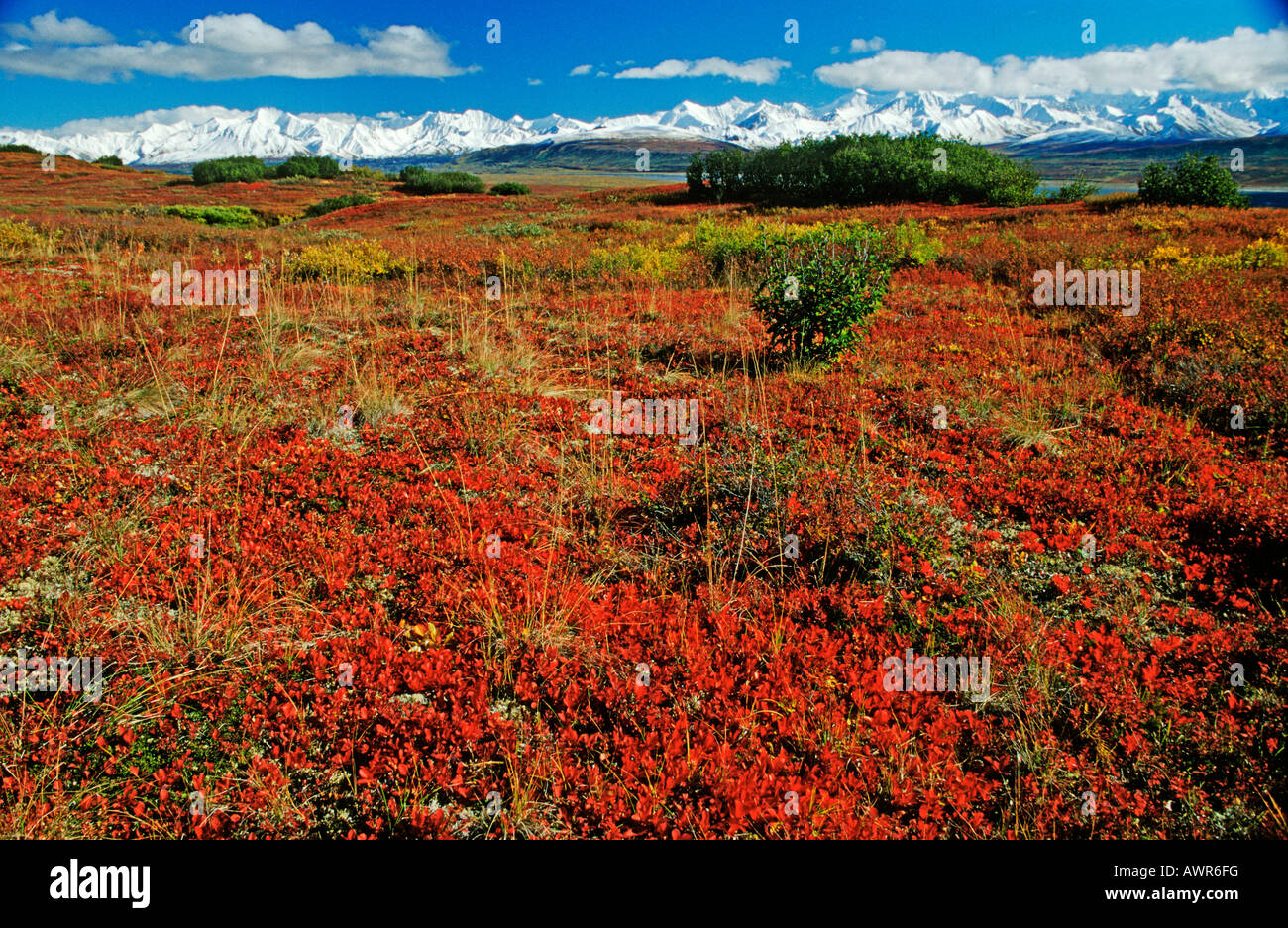 Autumn tundra with the snow-covered peaks of the Alaska Range, Denali ...