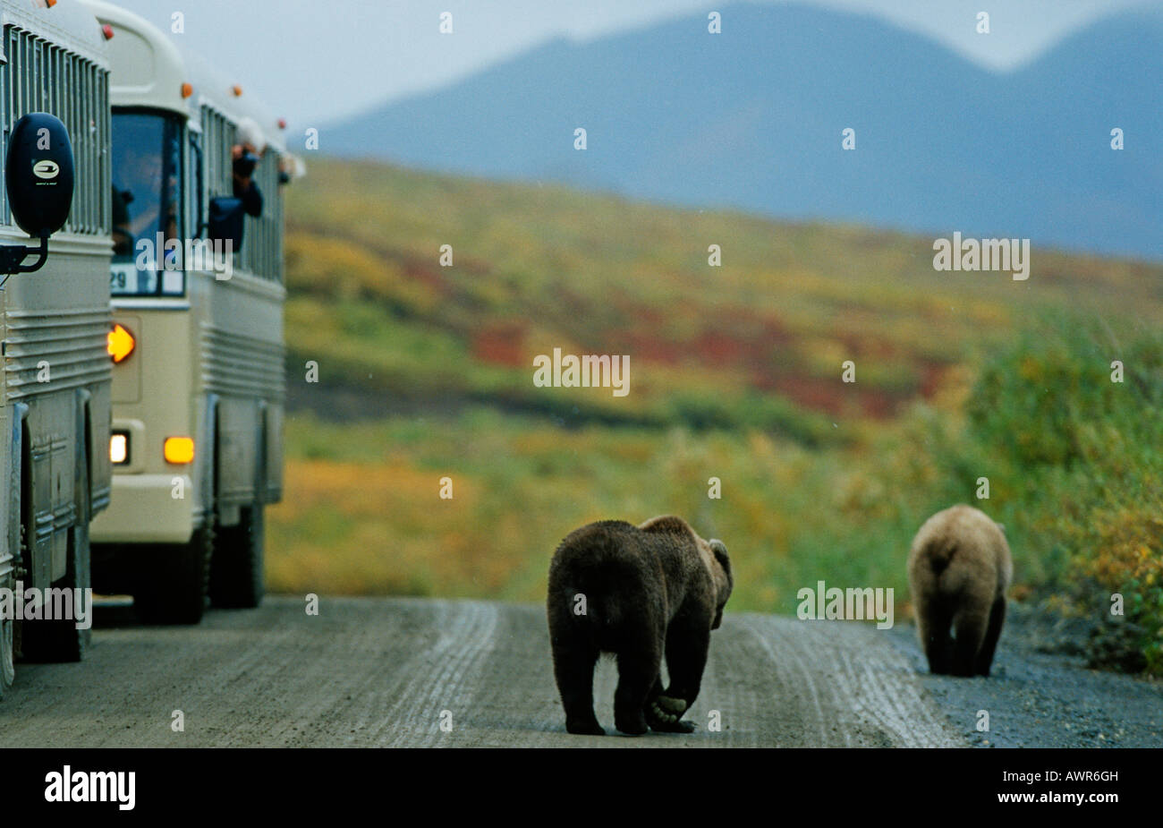 Tourists taking photographs from shuttle bus, Denali National Park ...