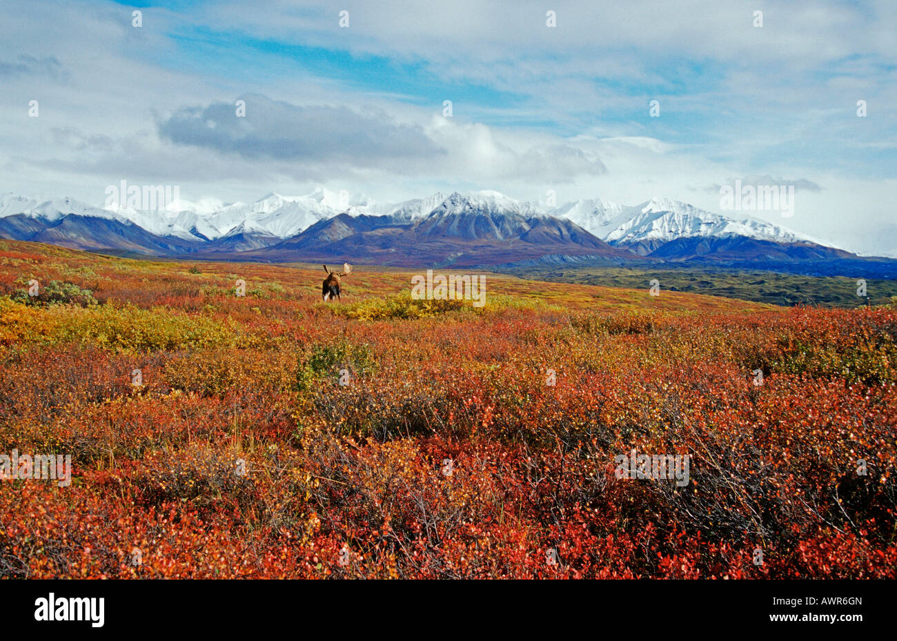 Moose on the autumn tundra, Alaska Range at the back, Denali National ...