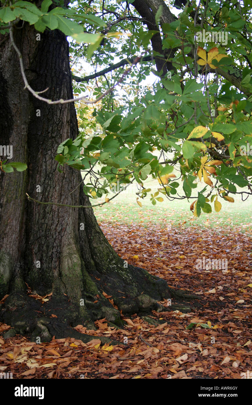 Autumn leaves under an oak tree Stock Photo - Alamy