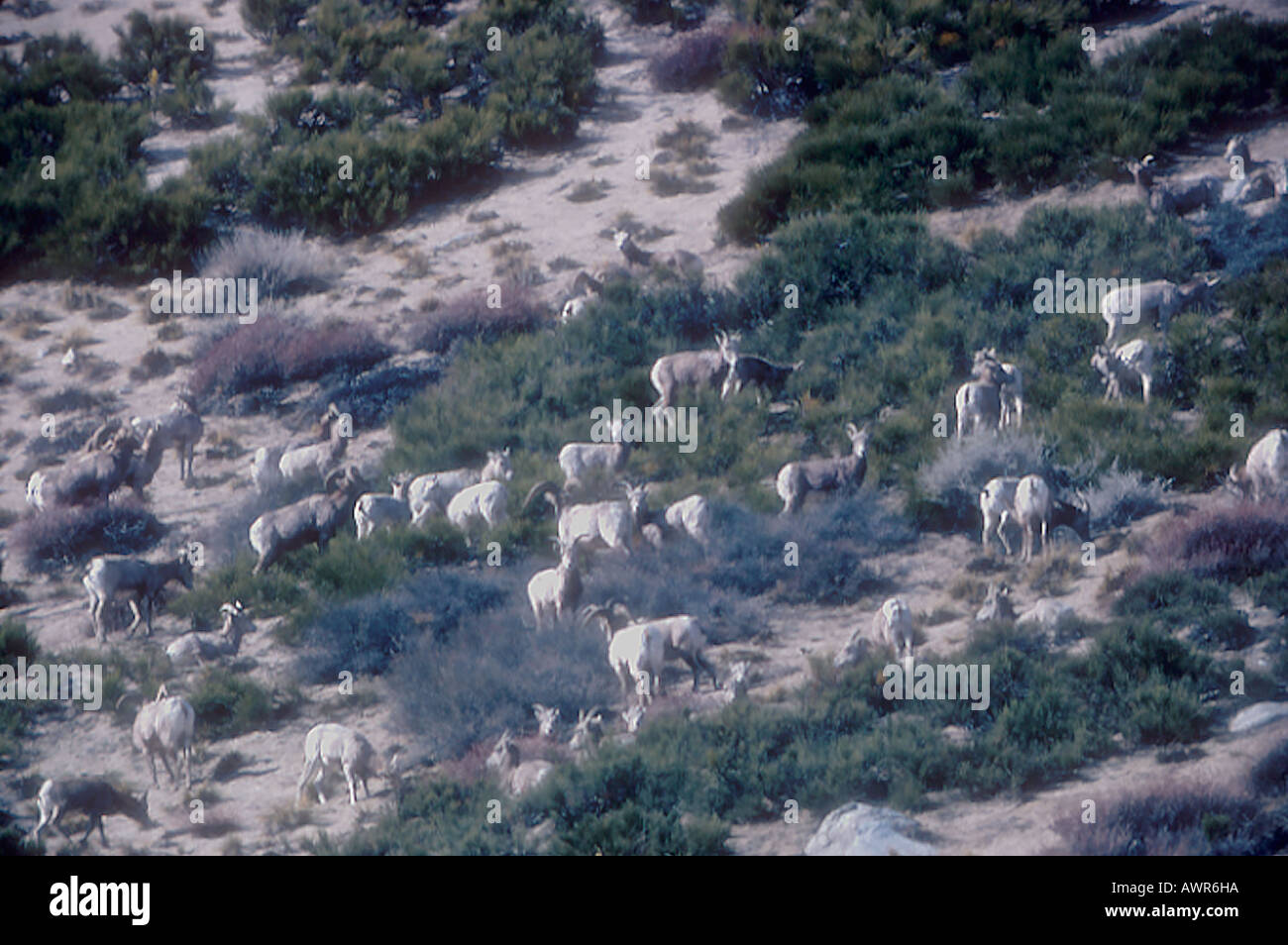 California Bighorn Sheep endangered species Eastern Sierra California ...