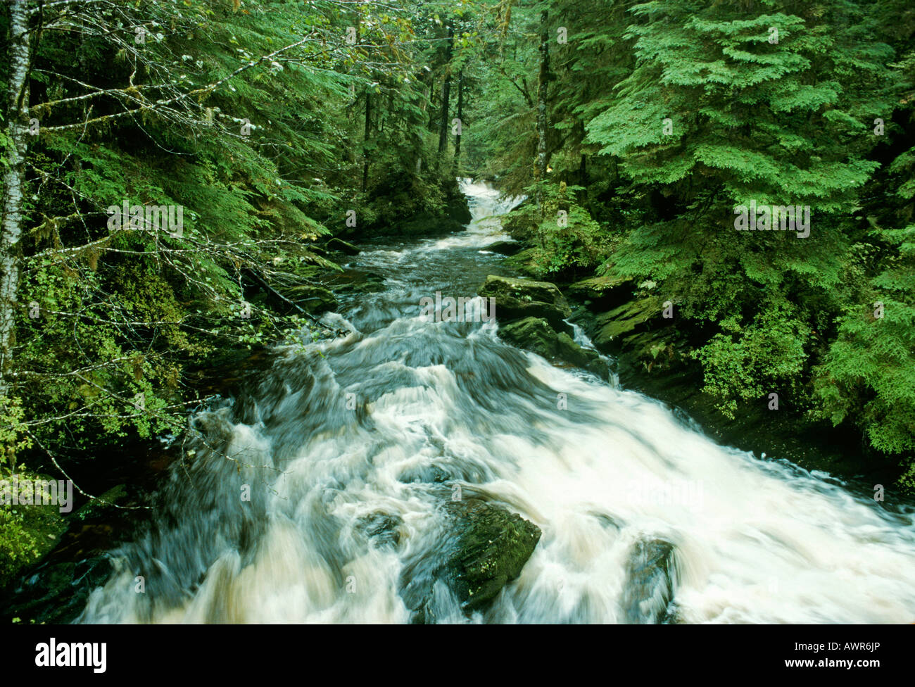 One of the many small streams that flow through Tongass National Forest ...