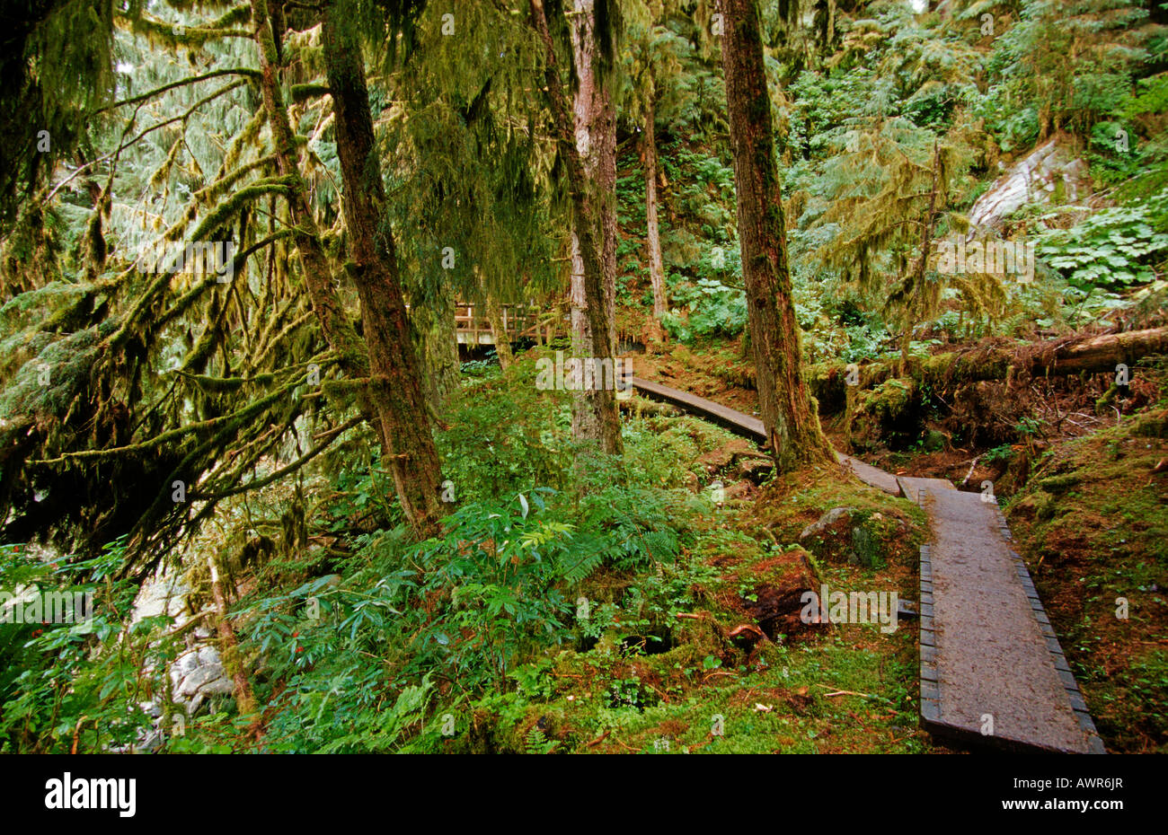Footpath through Tongass National Forest, the world's largest temperate ...