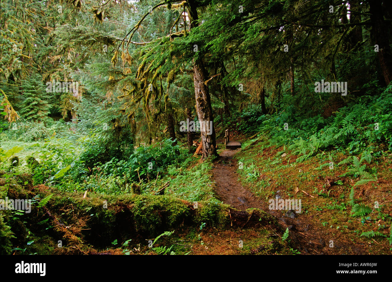 Footpath through Tongass National Forest, the world's largest temperate ...
